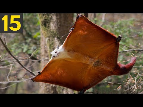 15 MOST Remarkable Creatures and Animals