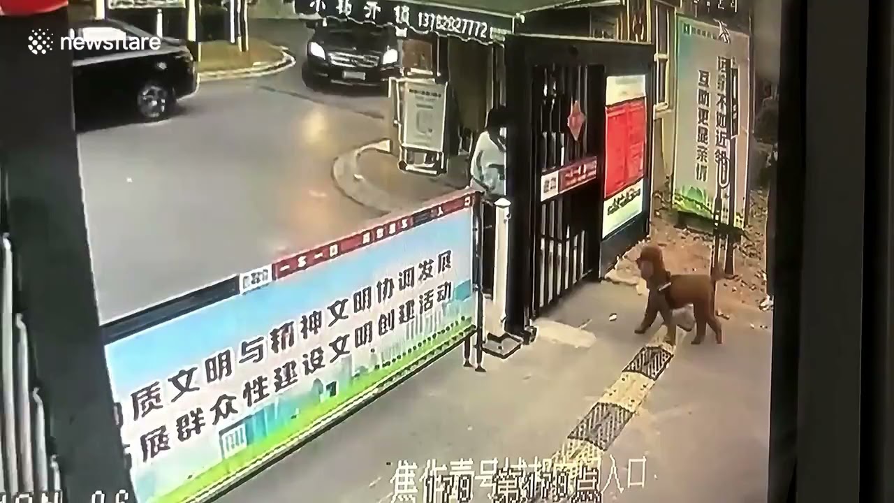 Man fakes injury in fake dog bite 'scam