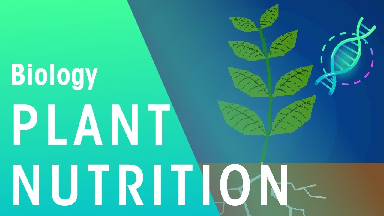 Plant Nutrition | Plants | Biology | FuseSchool