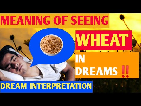 ๐ฅMEANING OF SEEING WHEAT IN DREAMโผ๏ธ|Dream interpretation ๐น๐น๐น๐น๐ฏ
