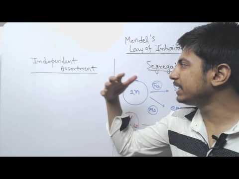 Law Of Segregation and Independent Assortment