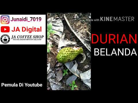 Durian Belanda / Nangka Belanda