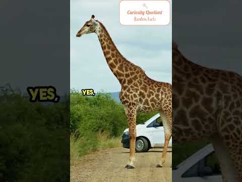 Shocking Truth: Giraffes Are 30x More Likely to Get Struck by Lightning! #shorts #animals #facts