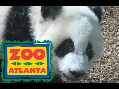 Zoo Atlanta Tour & Review (featuring Baby Panda Cubs!!) with The Legend
