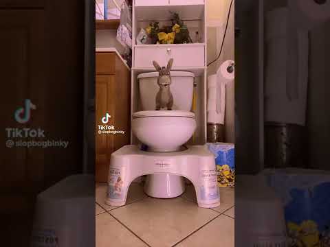 I farted in a poopy almost slipped out #shorts #meme #funny #foryou #quandaledingle