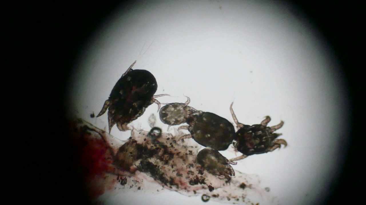 Psoroptes Cuniculi - The Rabbit Ear Mite