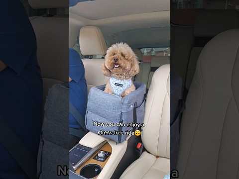 car seat for your pets🐕 #carseat #furbabies #dogstuff #poodlelove