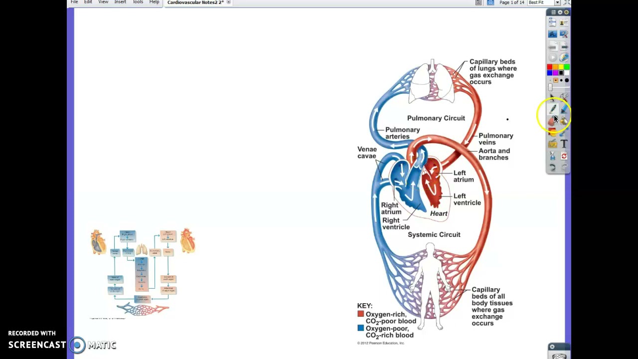 Cardio Notes Pt  1.0