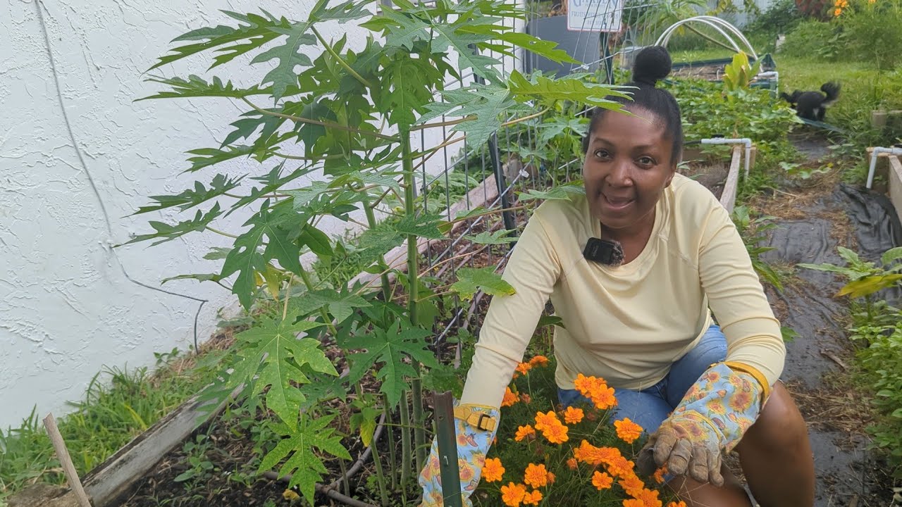 My one step trick to grow female papaya trees- PLUS Transplanting papayas