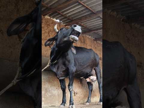 Cow mooing sound#animal sound#cattle Moo sound
