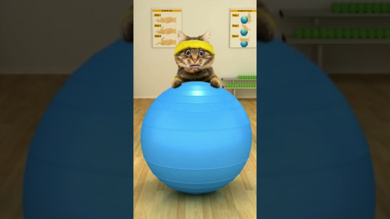 niche utar #funny #ytshorts #comedy #cat#trending