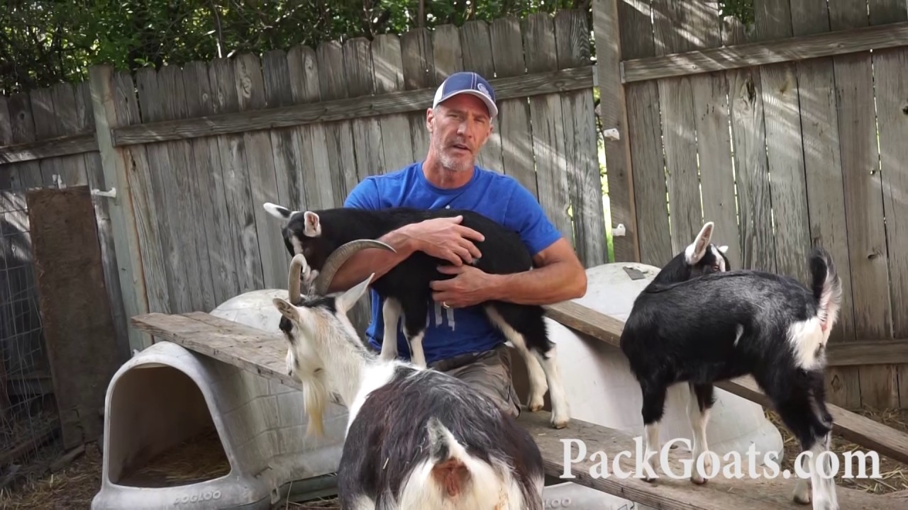 Pack Goat Baby / Kid Training