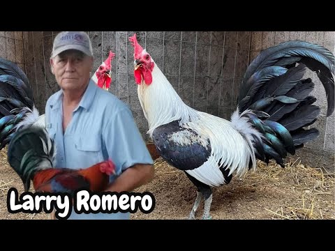 Larry Romero Regular Grey Yellow Leg Green Jean Farm - Outdoor Breeding Pens