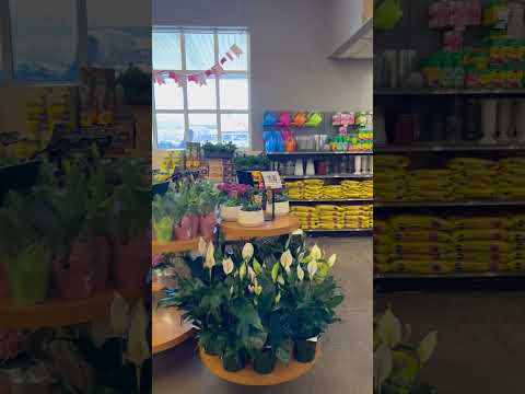 Stop and shop new flowers