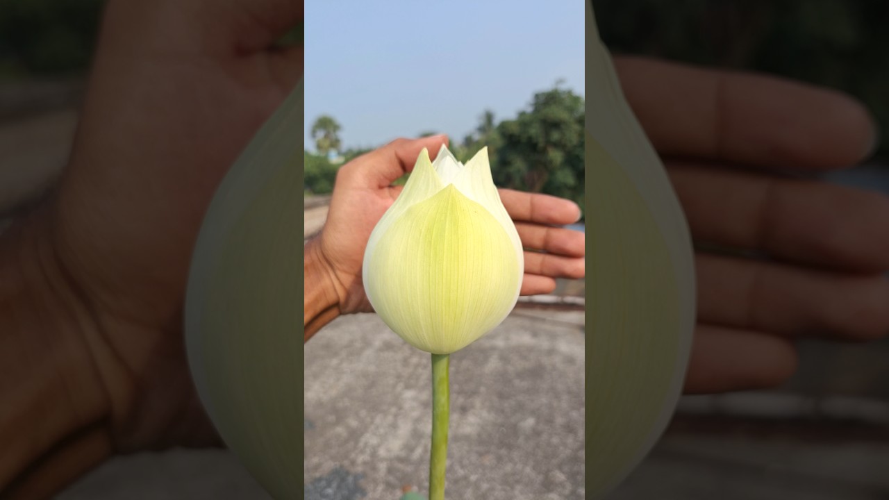 Green apple lotus #shorts #lotus #flowers