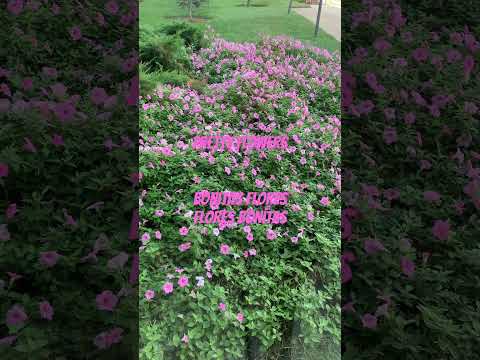 Spanish pronunciation( pretty flowers)