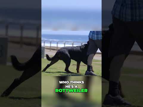 Why Rottweilers Are the Ultimate Family Dogs