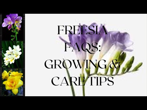 Freesia FAQs Growing & Care Tips