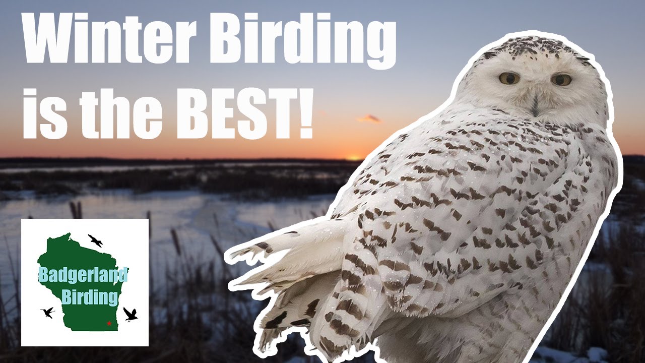 5 Reasons Winter is Actually the BEST Birding Season