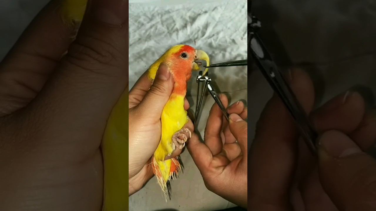 How to trim birds beak 😲🐦 #shorts #trending #youtubeshorts #birds