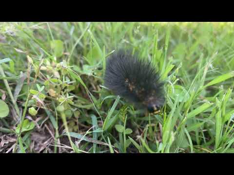 Texas Saltmarsh Caterpillar