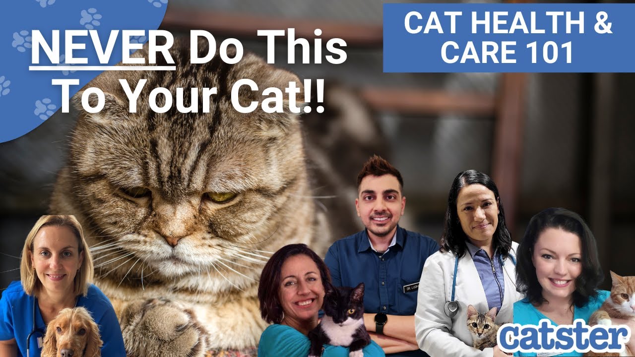 11 Cat Owner Sins According To Vets