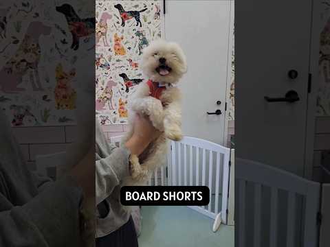 Meet some newbies and adopt a senior dog at Muttville, San Francisco