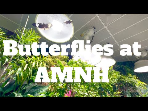 Mingle with Beautiful Butterflies at American Museum of Natural History