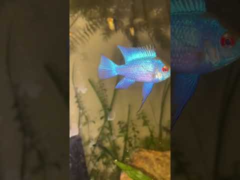 My favorite fish I have ❤️💙 Electric blue ram cichlid