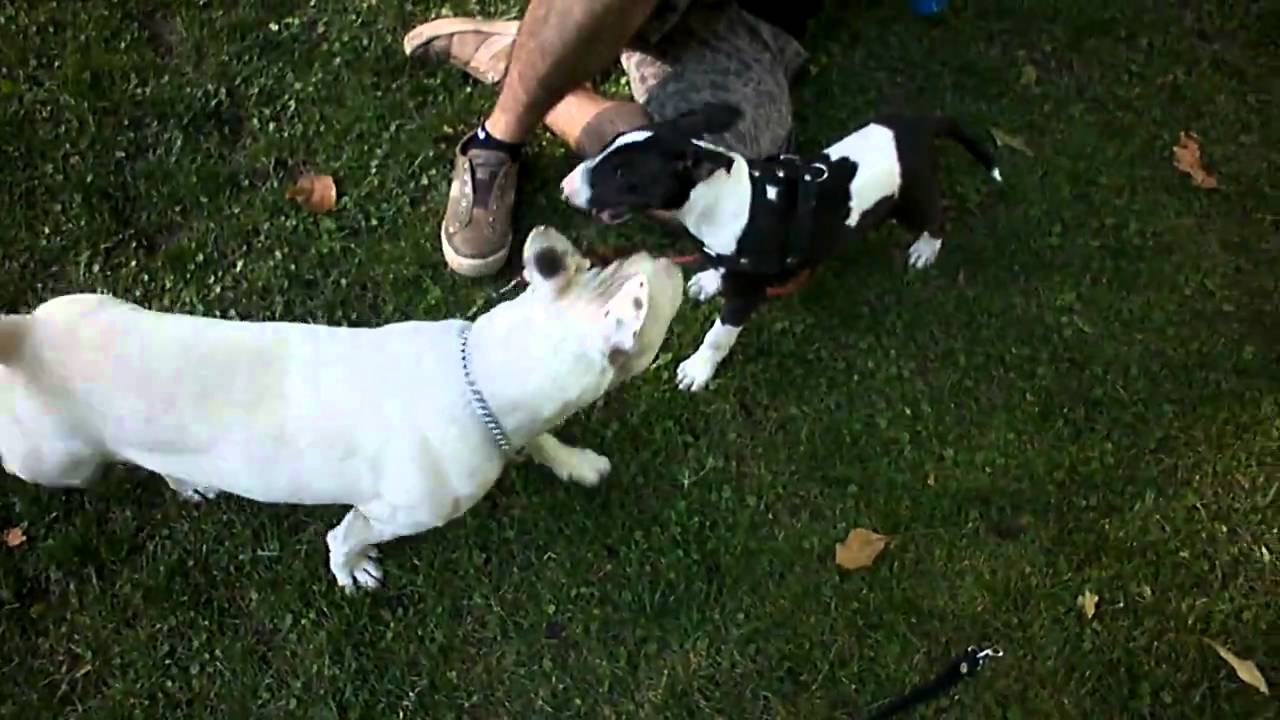 Vaco & Fito.bullterrier