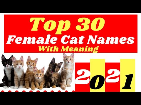 TOP 30 Best Female Cat Names With Meaning 2021 ! Unique And Cute Female Cat Names Ideas