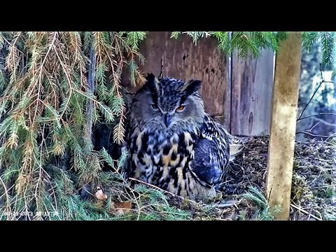 Making the Nest Egg Worthy 🦉 03/21/23 17:31