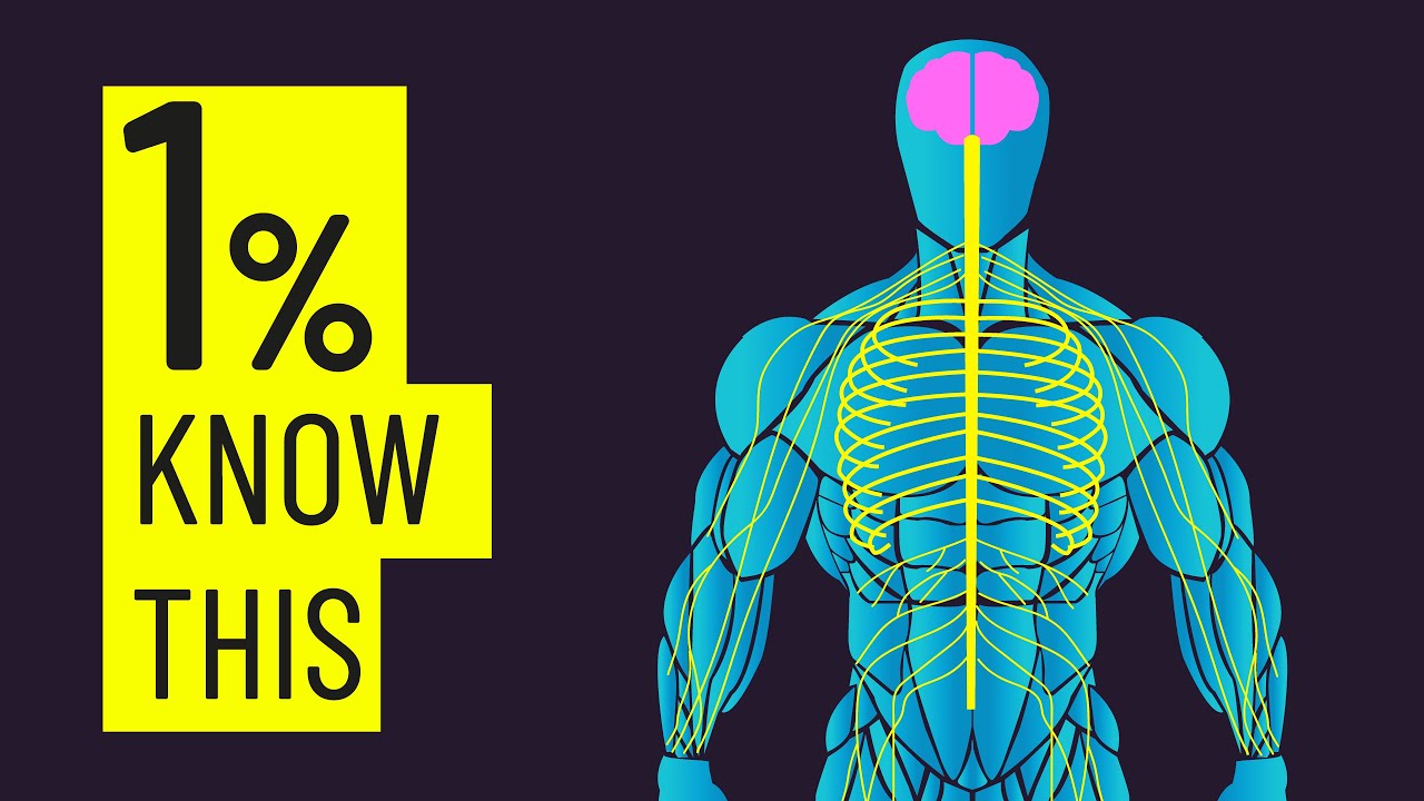 Understanding Central Nervous System Fatigue in Muscle Building | Galaxy.ai