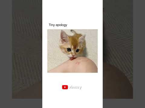 Funny Cat Memes