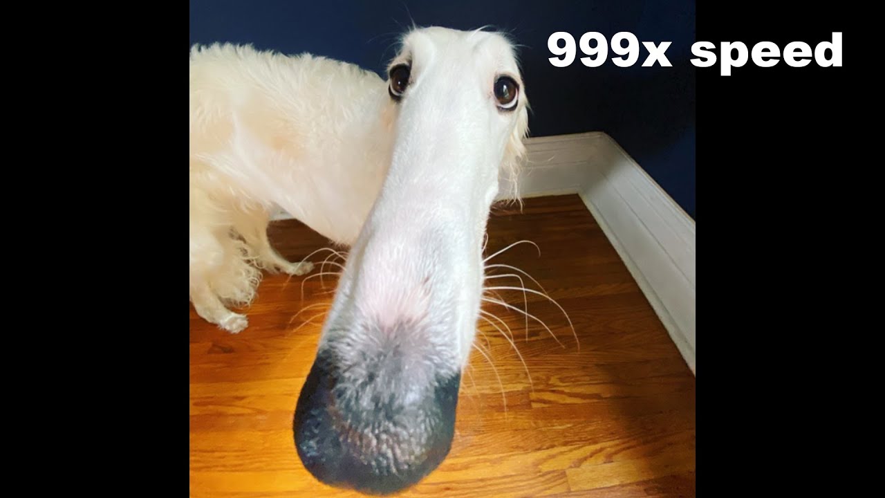 maximum speed borzoi dog