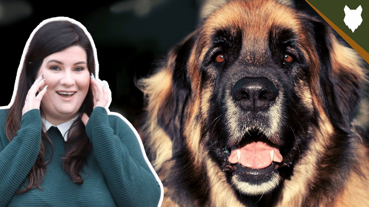 LEONBERGER TEMPERAMENT DEEPDIVE