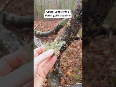 Discover Nature’s Medicine: Usnea & Herbal Wisdom #foraging