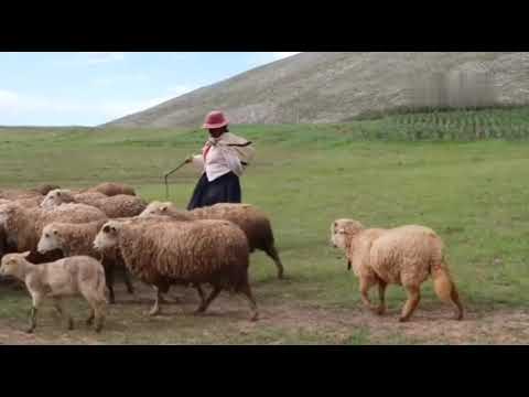 Pastoralists in the Modern World Grade 9th History