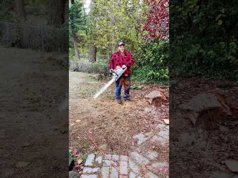 First cut with the #ms661 #stihl