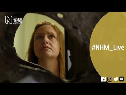 The mighty megafauna with Pip Brewer | #NHM_Live