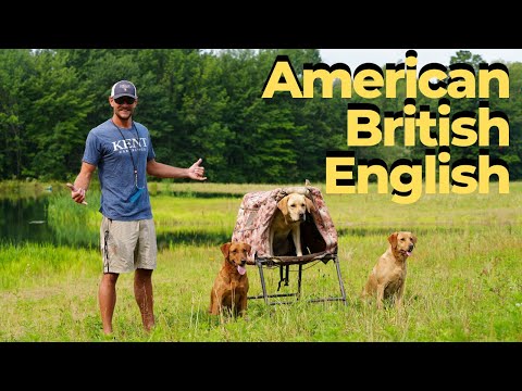 What Is The Best Labrador Retriever: American, British or English?