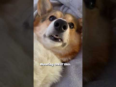 Draw me like one of your French girls #corgi #dogs #shorts