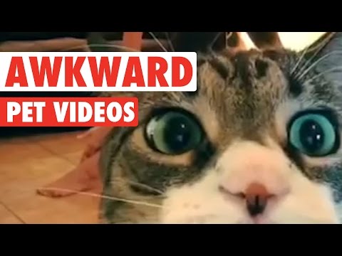 Pets in Compromising Positions – Lee Duigon