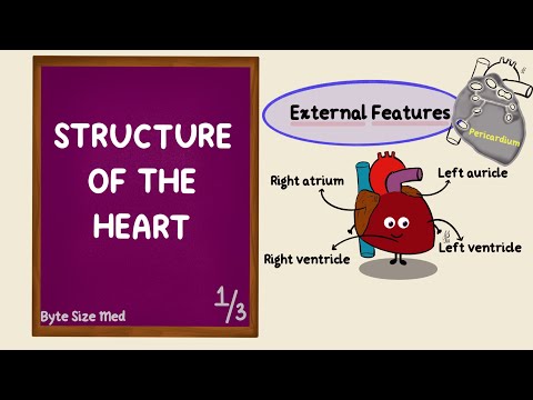 External Structure of the Heart | Layers and Surfaces | Cardiac Anatomy | Anatomy Doodles