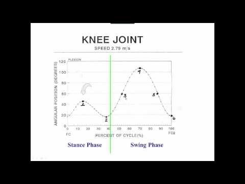 KneeJointAngularKinematics