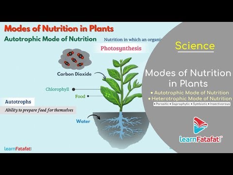 Nutrition in Plants Class 7 Science | Modes of Nutrition in Plants - Autotrophic and Heterotrophic