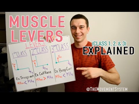 Muscle Levers 1st Class, 2nd Class, 3rd Class Explained
