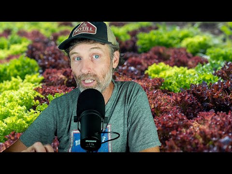 The Different Types of Lettuce + When to Harvest Garlic