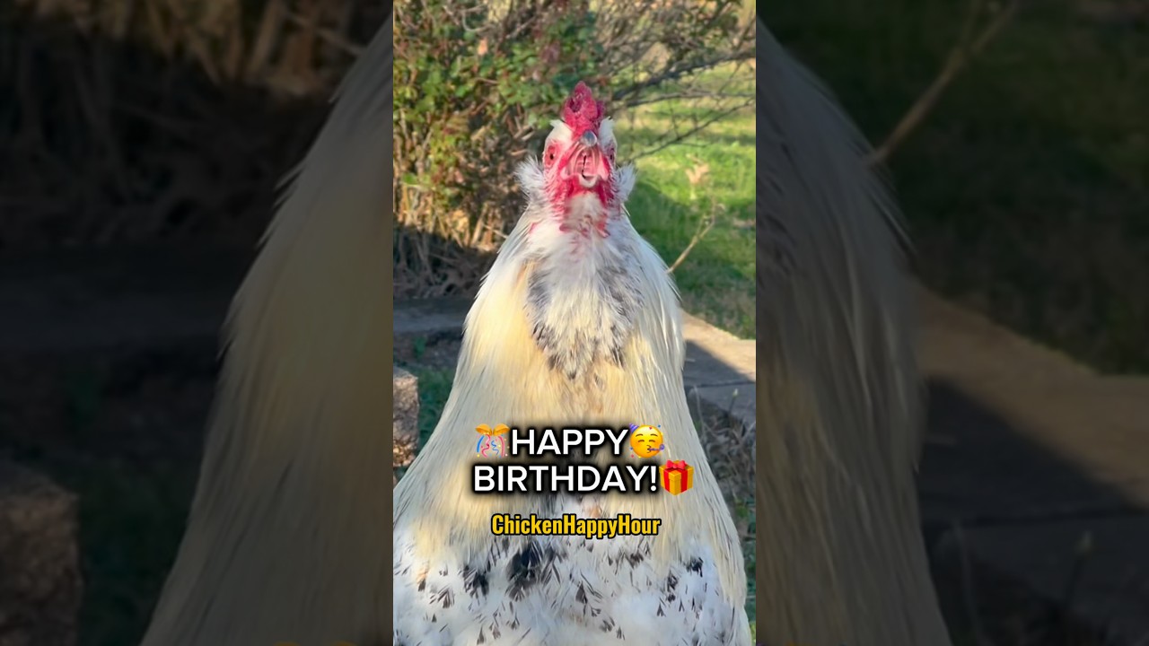 HAPPY BIRTHDAY! 🐔🎉🥳 #happybirthday #birthday #rooster #chicken #funnymemes #chickenhappyhour