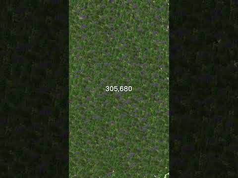 500,000 Trees in the World’s Largest Miyawaki Forest at Smritivan